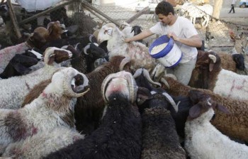 کار اسلام سر بریدن است خواه انسان باشد یا عید قربان | فضول محله